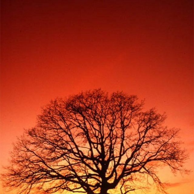 Sol-Tree - Musician in Wilmington NC - BandMix.com