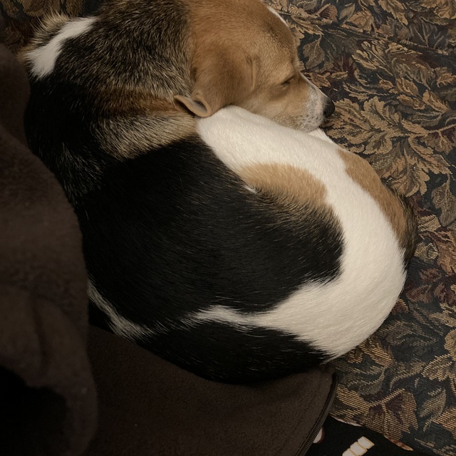 ChetCat - Musician in Jamestown NY - BandMix.com