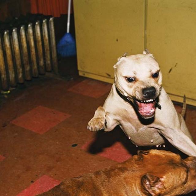 ENEMY MIND - Band in Pittsburgh PA - BandMix.com