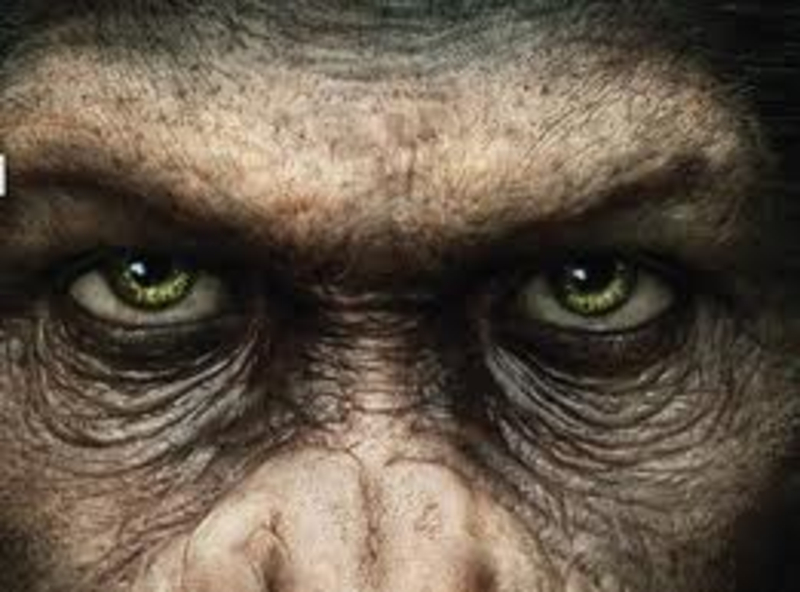 The Dirty Ape Band - Band in Gretna LA - BandMix.com